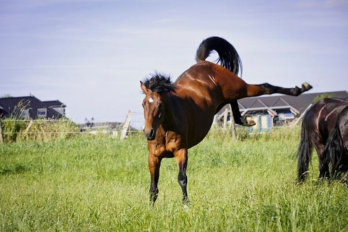 Wenn ein Pferd um sich tritt…